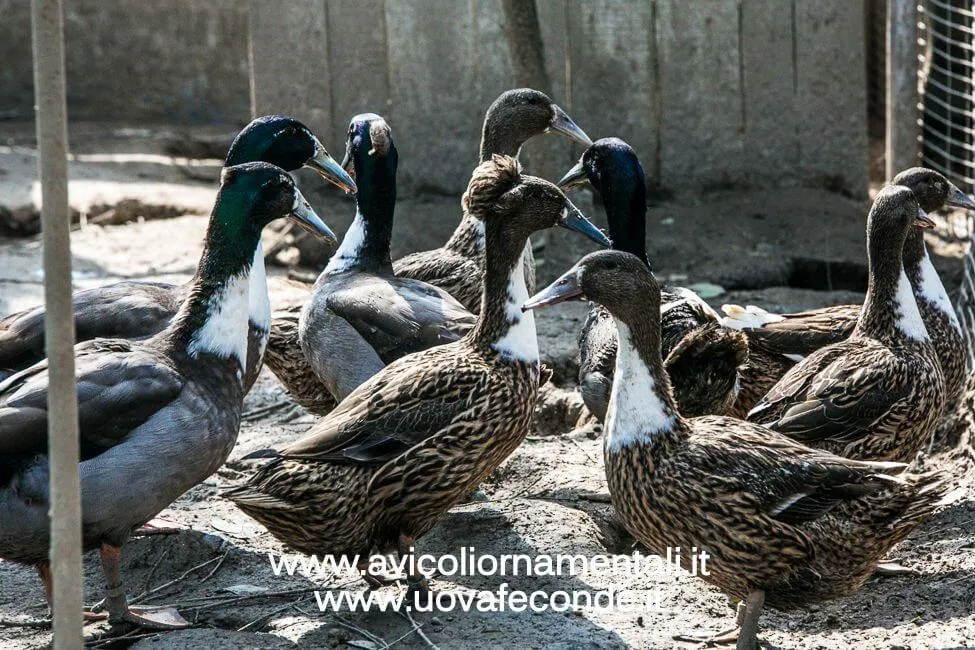 Dutch Hookbill Duck — Raising Ducks