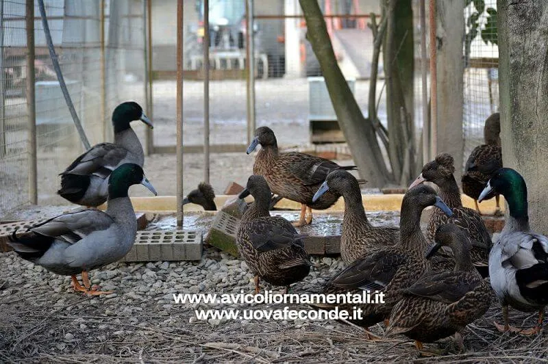 Dutch Hookbill Duck — Raising Ducks