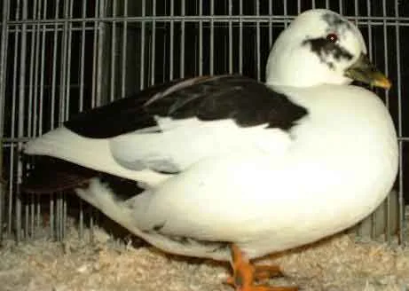 The Call duck: breed guide — Raising Ducks