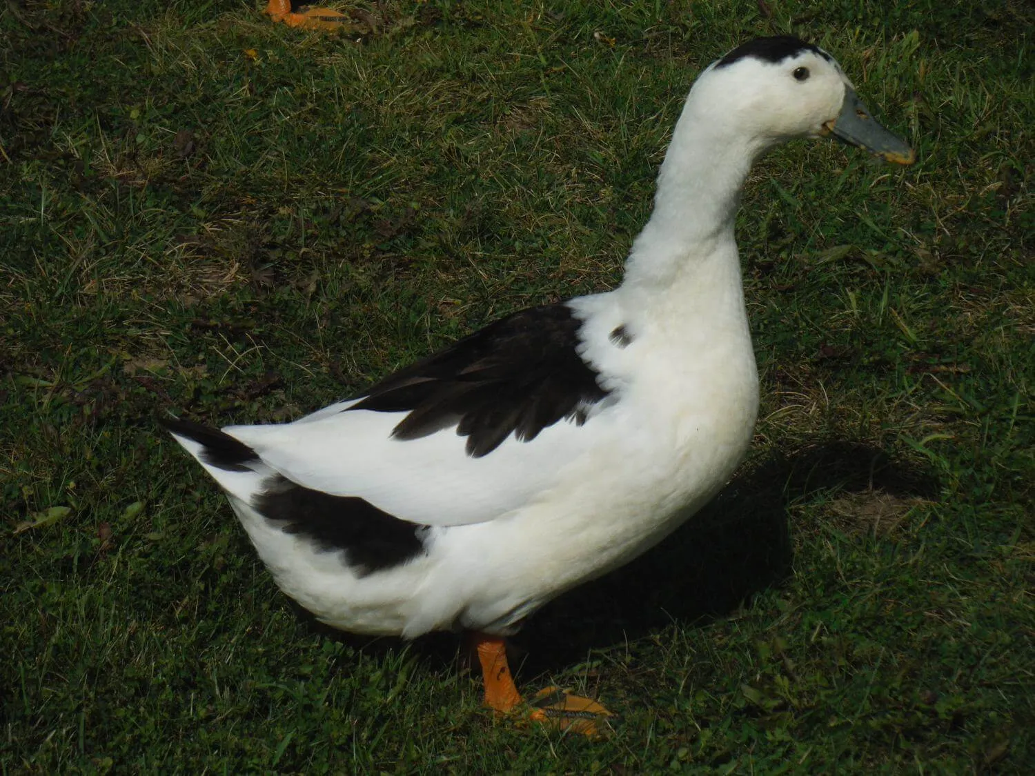 The Magpie duck: breed guide — Raising Ducks