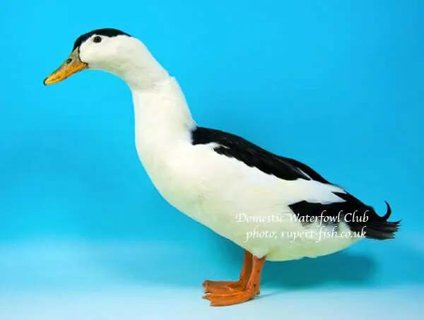 The Magpie duck: breed guide — Raising Ducks