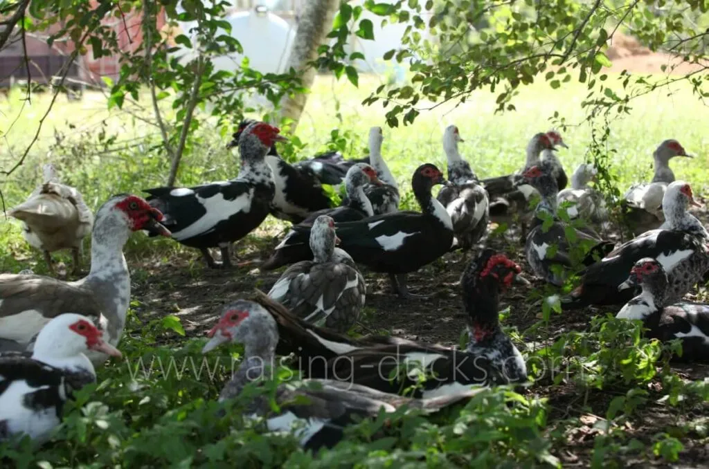 Tips for Keeping Free-Range Ducks Safe — Raising Ducks