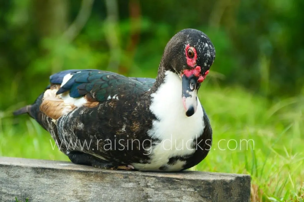 Muscovy Duck — Raising Ducks