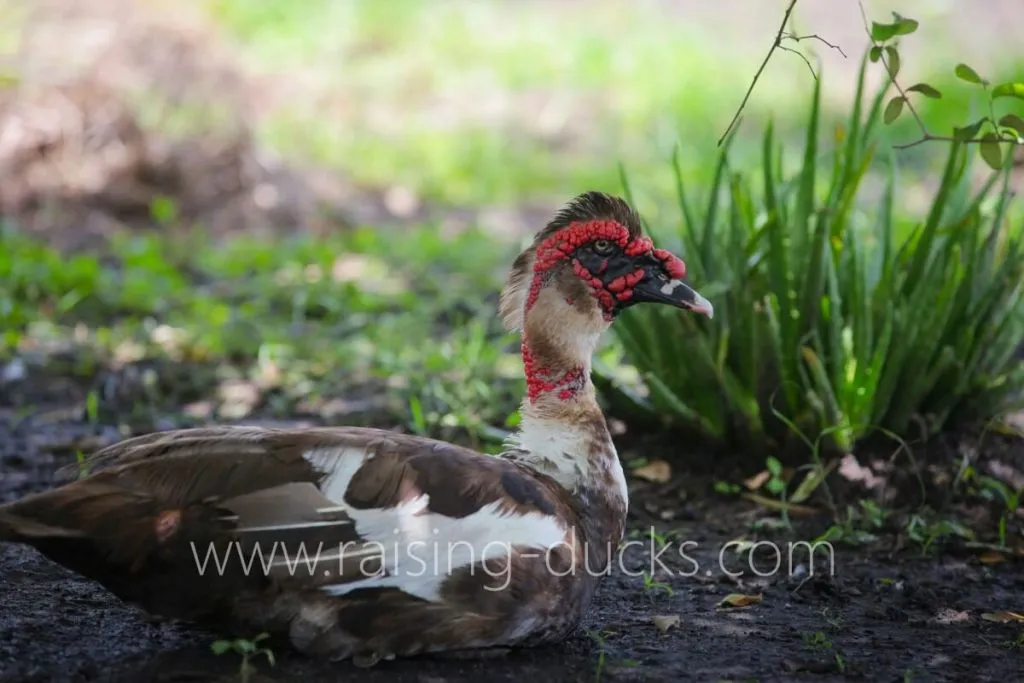 Muscovy Duck — Raising Ducks