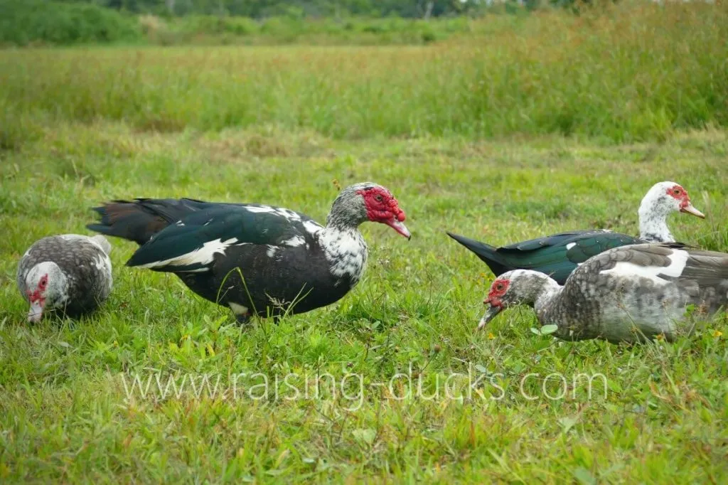 Muscovy Duck — Raising Ducks
