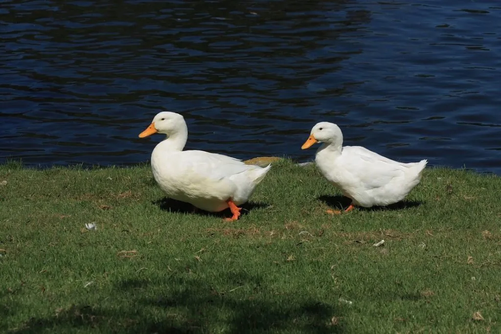 Pekin Duck: Complete Breed Guide — Raising Ducks