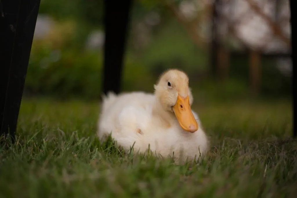 Pekin Duck: Complete Breed Guide — Raising Ducks