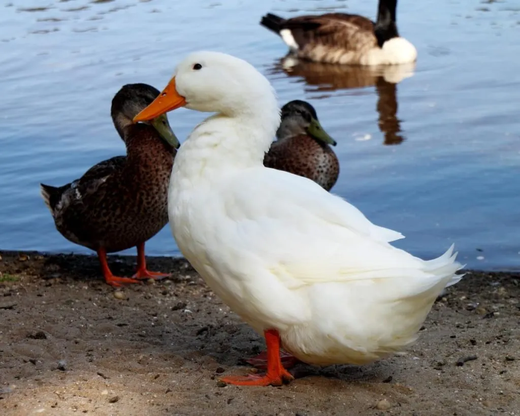 Pekin Duck: Complete Breed Guide — Raising Ducks