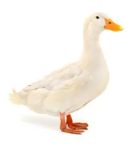 Pekin Duck: Complete Breed Guide — Raising Ducks