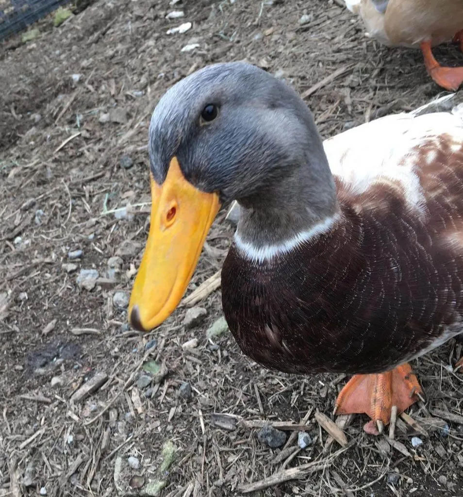 Saxony Duck — Raising Ducks