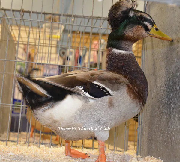Silver Appleyard Miniature — Raising Ducks