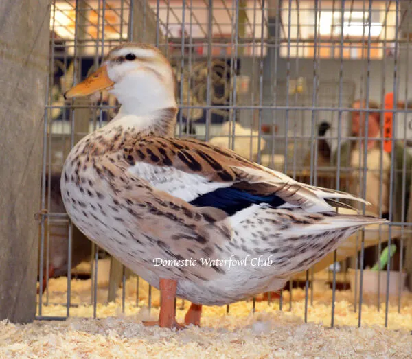 Silver Appleyard Miniature — Raising Ducks