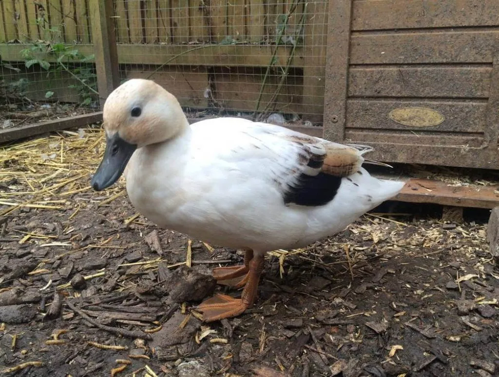 Silver Bantam Duck: Complete Breed Guide — Raising Ducks