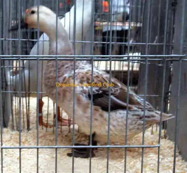 The Welsh Harlequin duck: breed guide — Raising Ducks