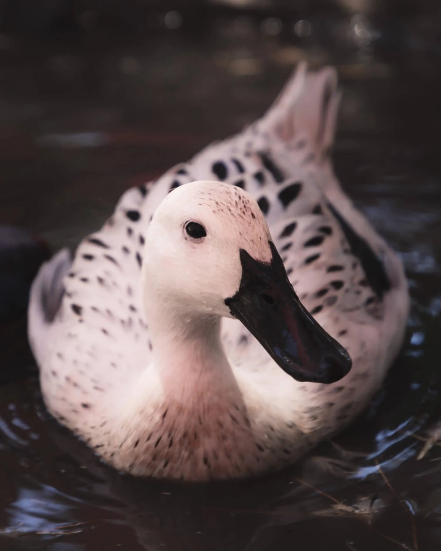 The Welsh Harlequin duck: breed guide — Raising Ducks