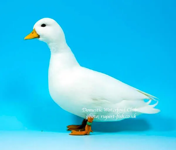 The Call duck: breed guide — Raising Ducks