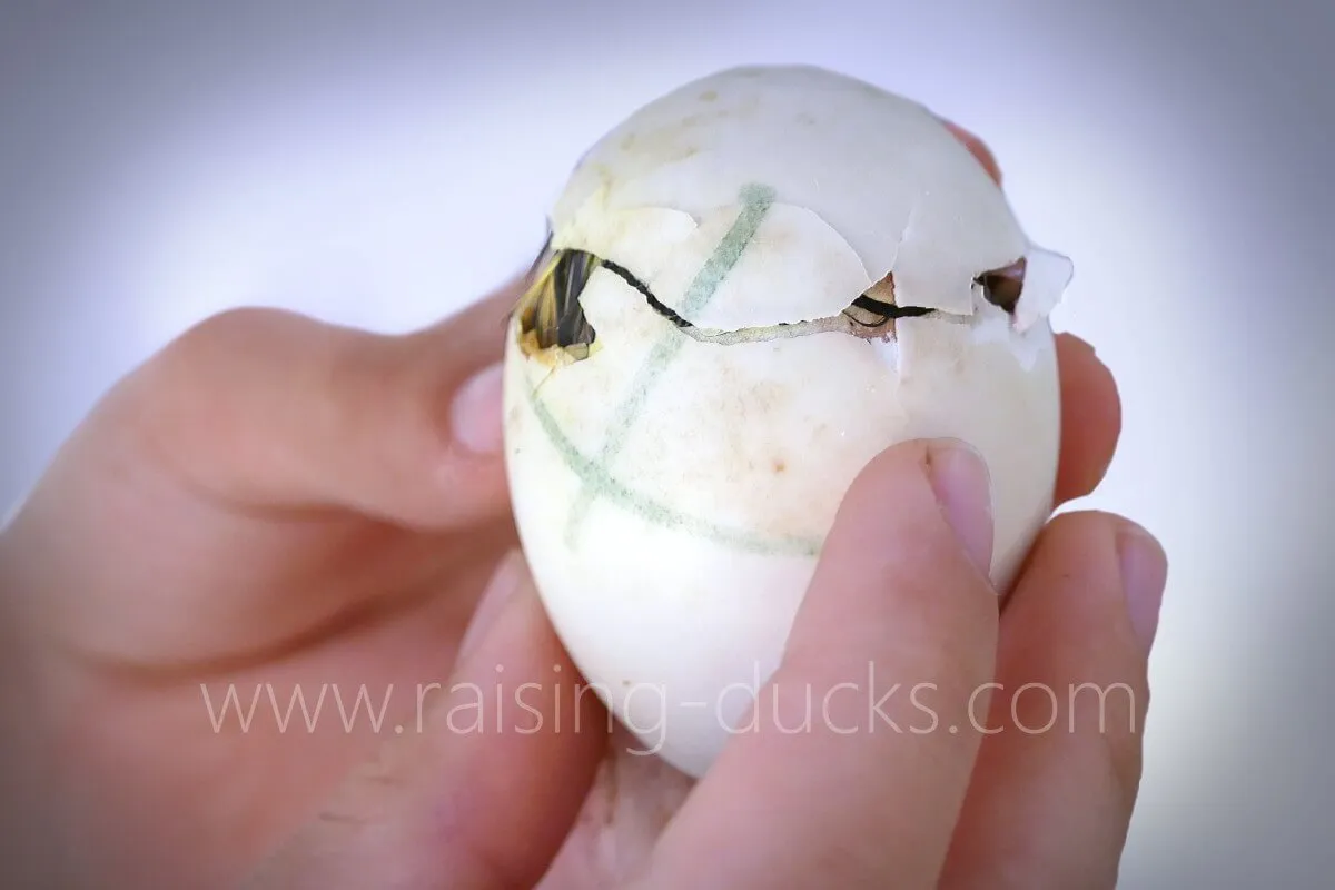 When Should You Assist With Hatching? — Raising Ducks