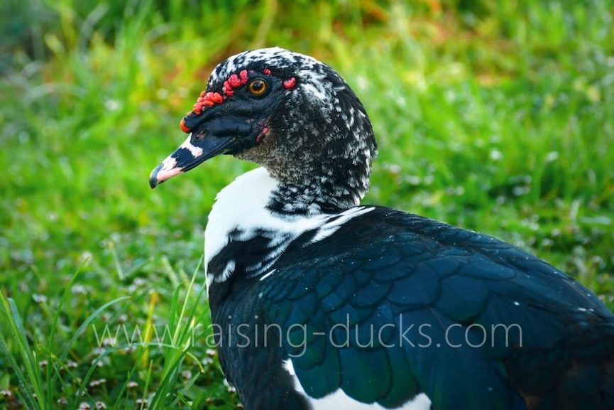 10 Effective Ways To Sex Your Muscovy Duck (With Pictures) – Raising Ducks
