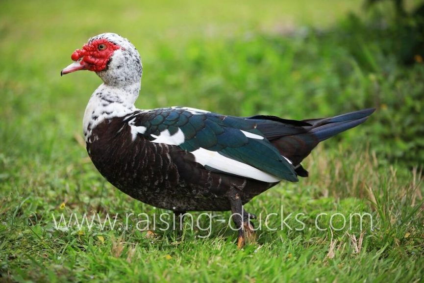 10 Effective Ways To Sex Your Muscovy Duck (With Pictures) – Raising Ducks