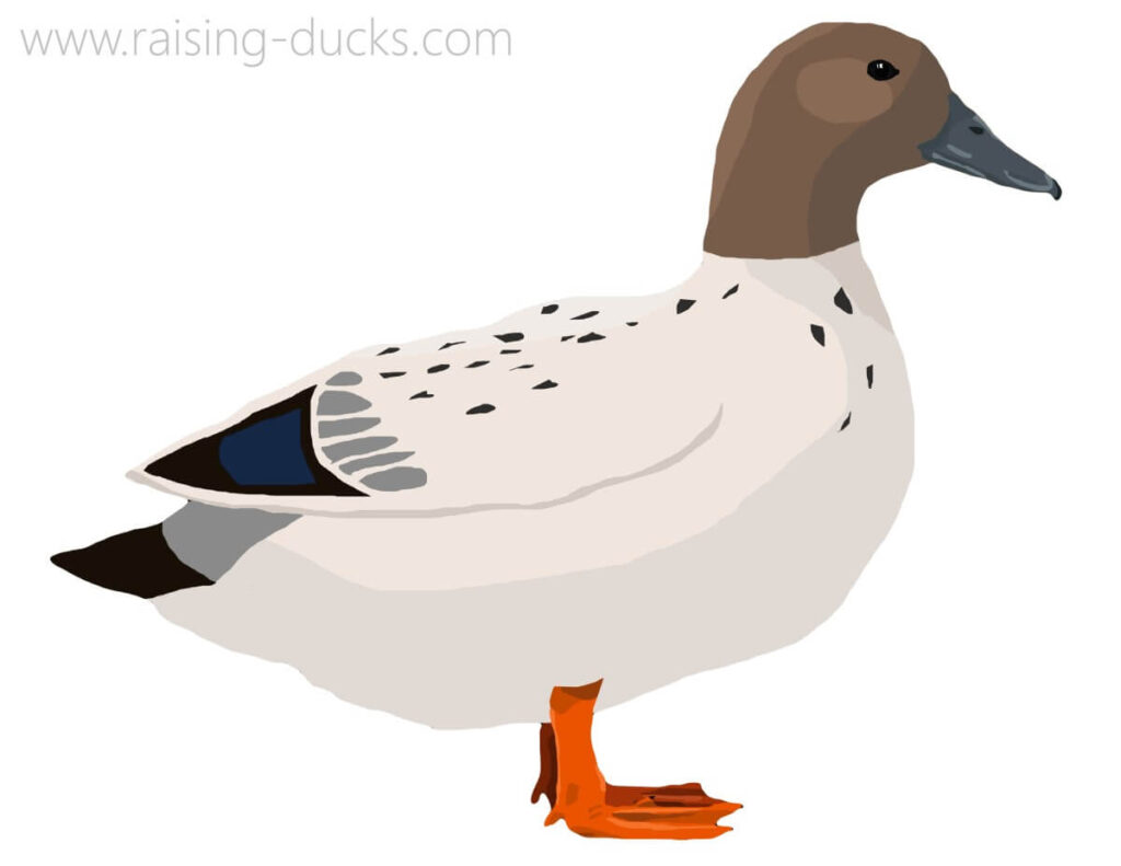 Duck Breed Guide – Raising Ducks