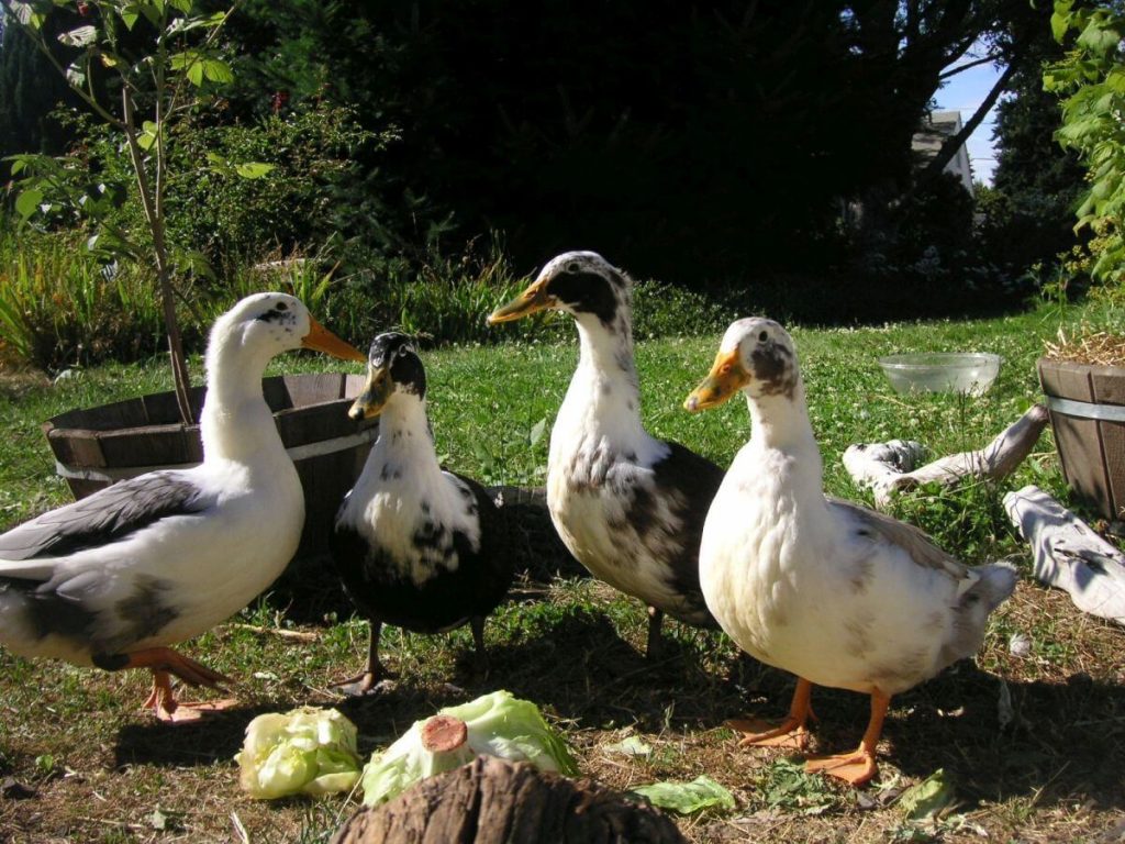 Ancona Duck - Raising Ducks