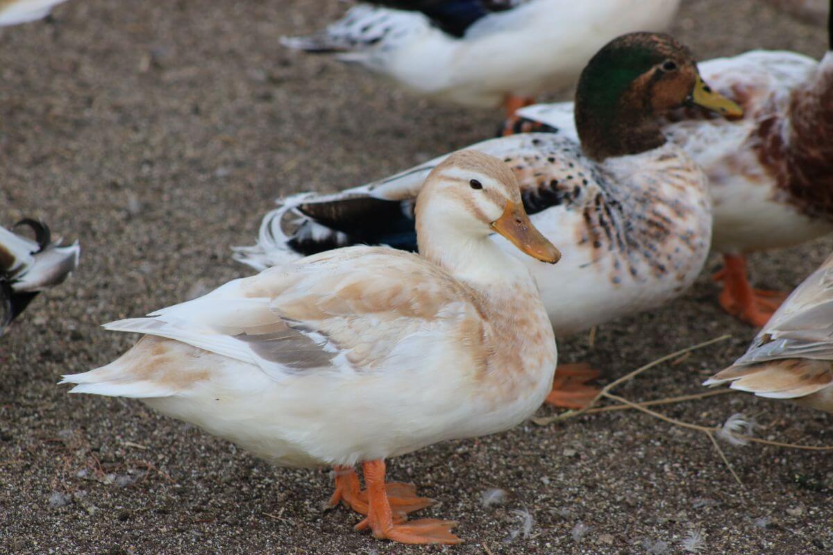 Australian Spotted Duck - Raising Ducks