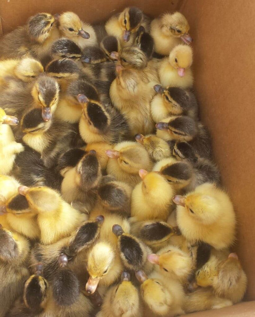 Mini Australian Spotted Duck