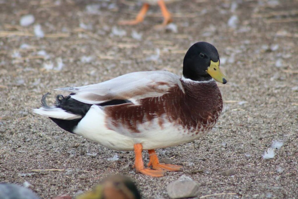 Australian Spotted Duck - Raising Ducks