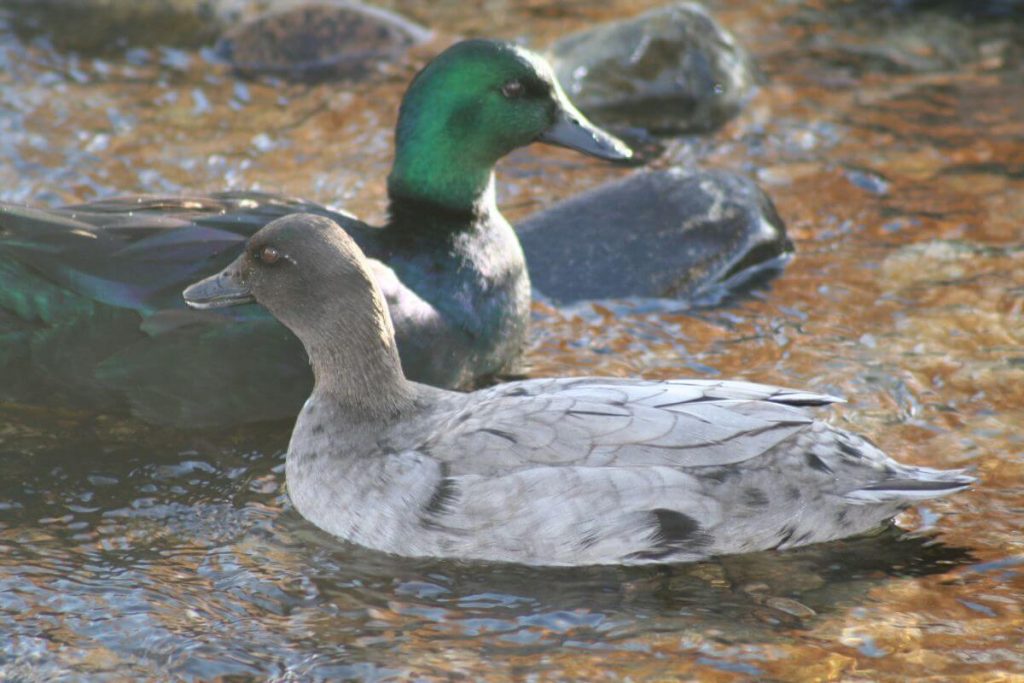 East Indies Duck - Raising Ducks