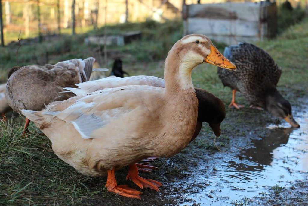 Saxony Duck - Raising Ducks