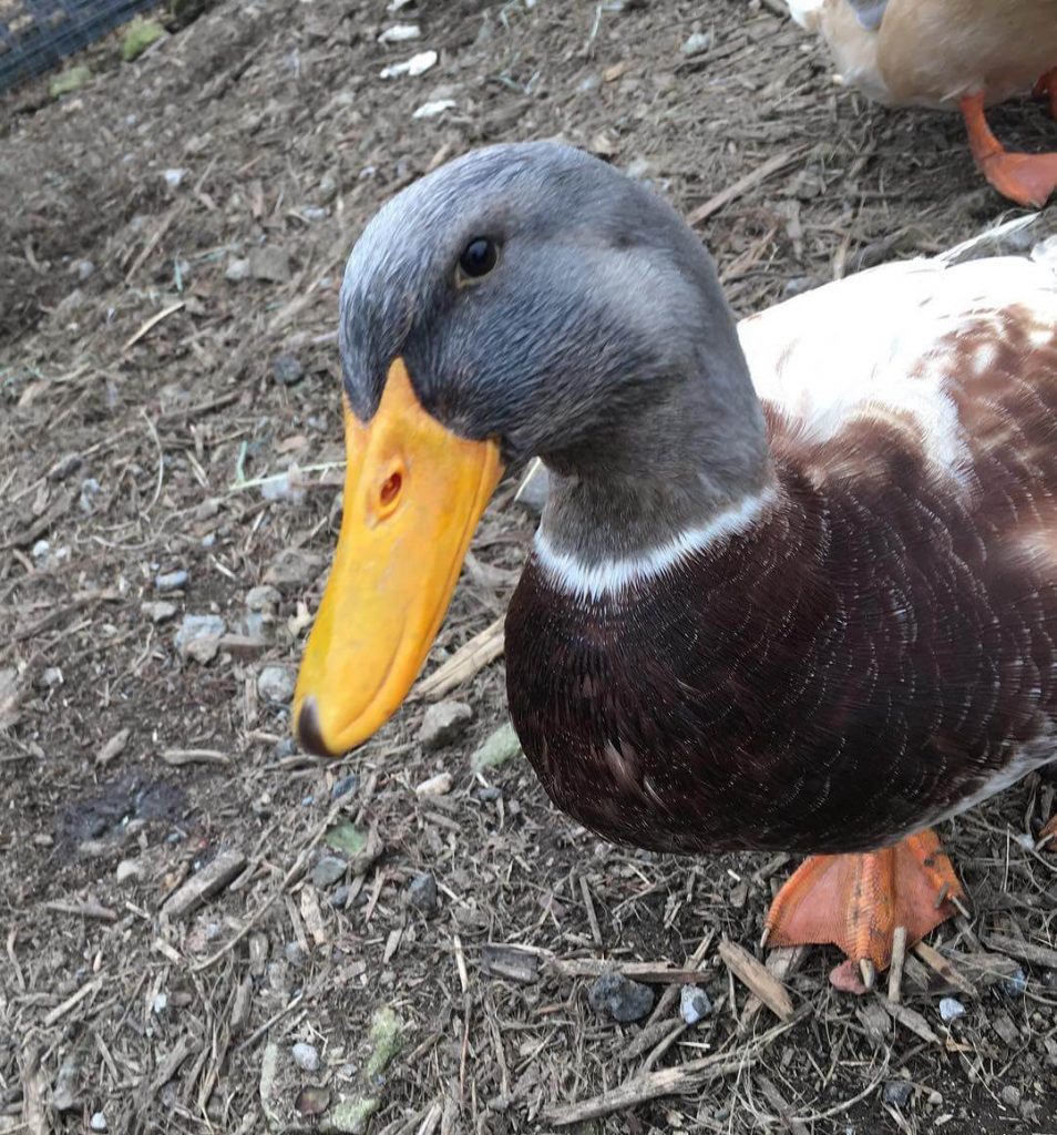 Saxony Duck - Raising Ducks