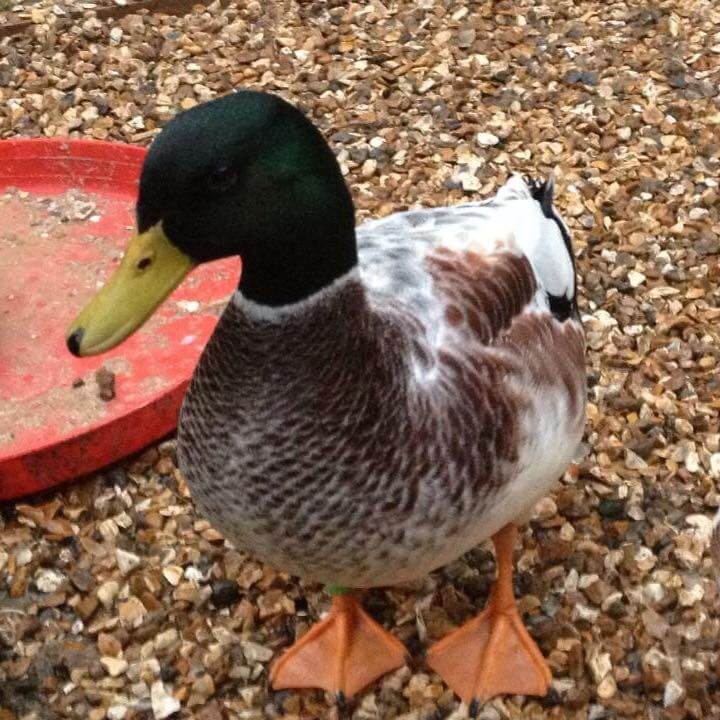 Silver Bantam Duck - Raising Ducks